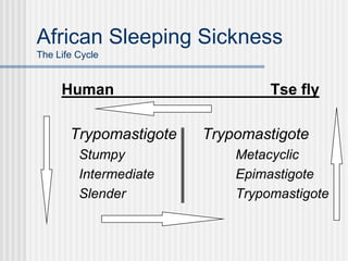Lecture 9 (Trypanosoma) parasitology slides | PPT