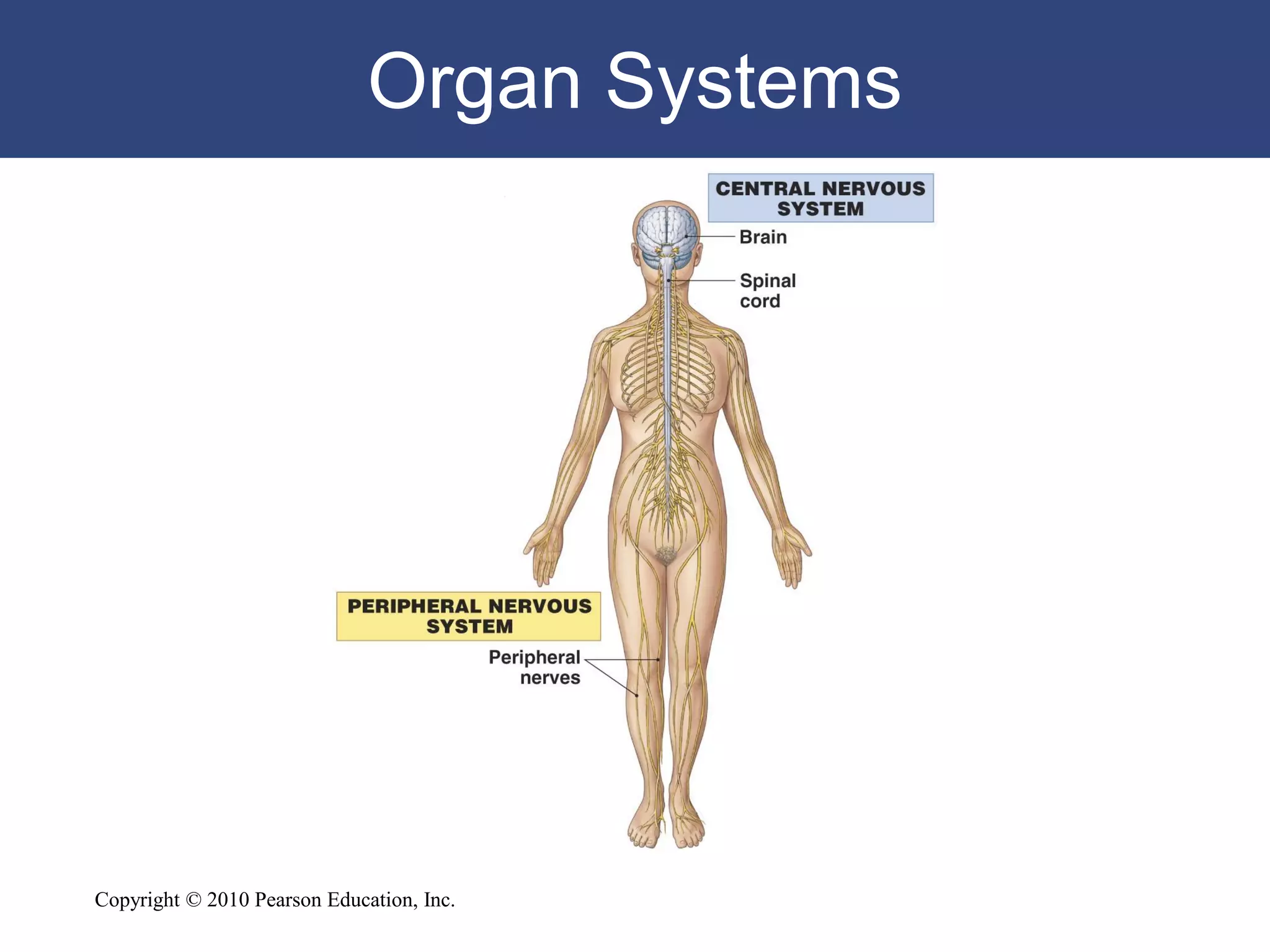 Lecture anatomical organization | PDF
