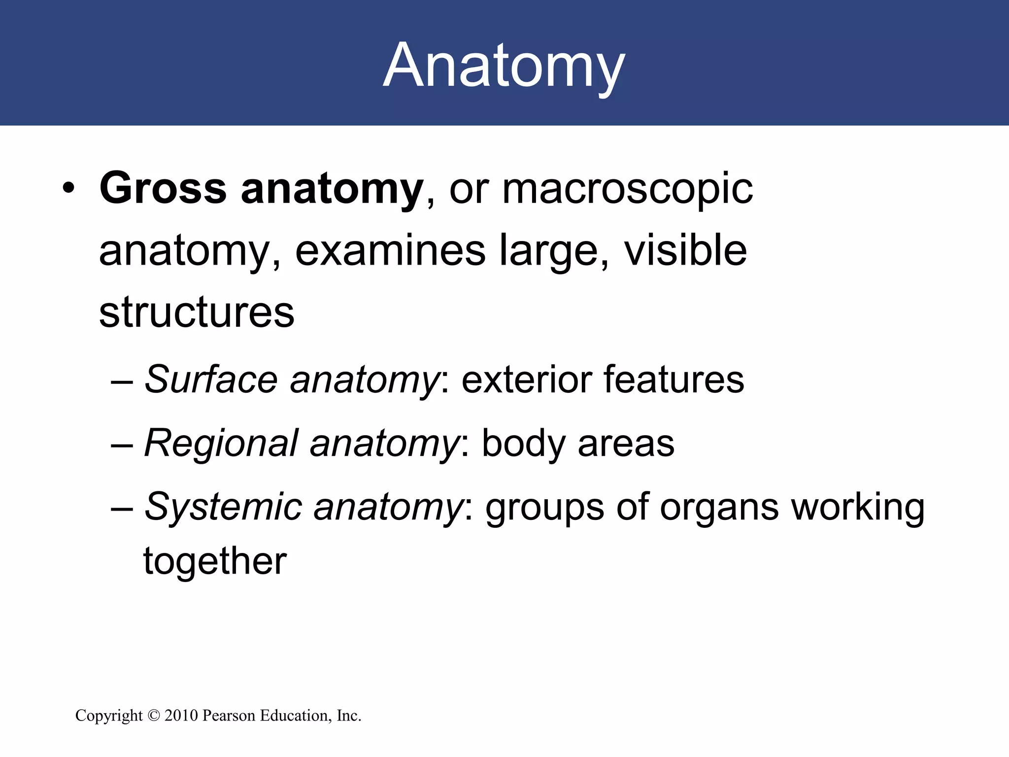 Lecture anatomical organization | PDF