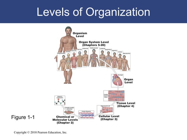 Lecture anatomical organization | PDF
