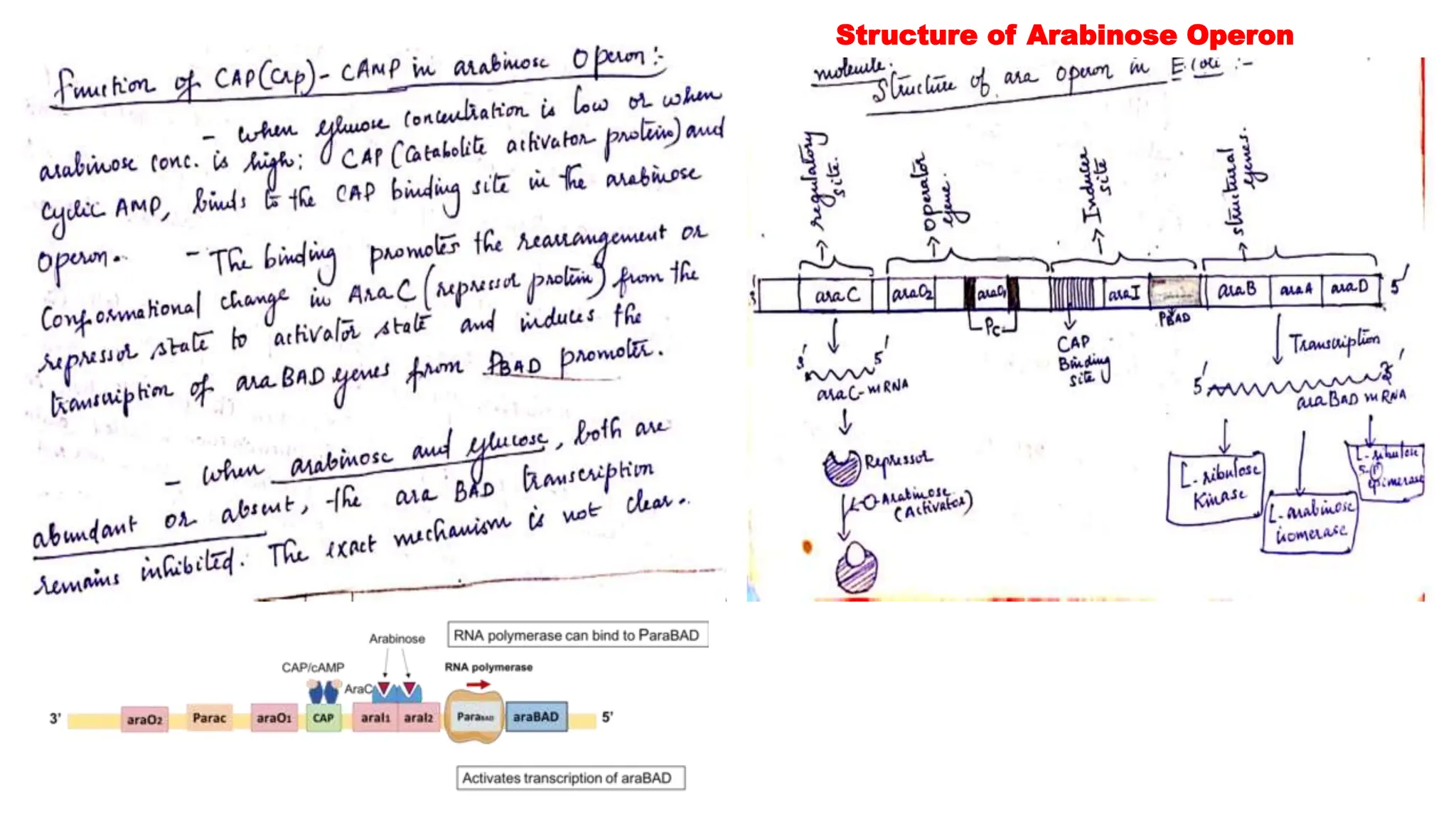 Lecture Arabinose operon- regulatio.pdf