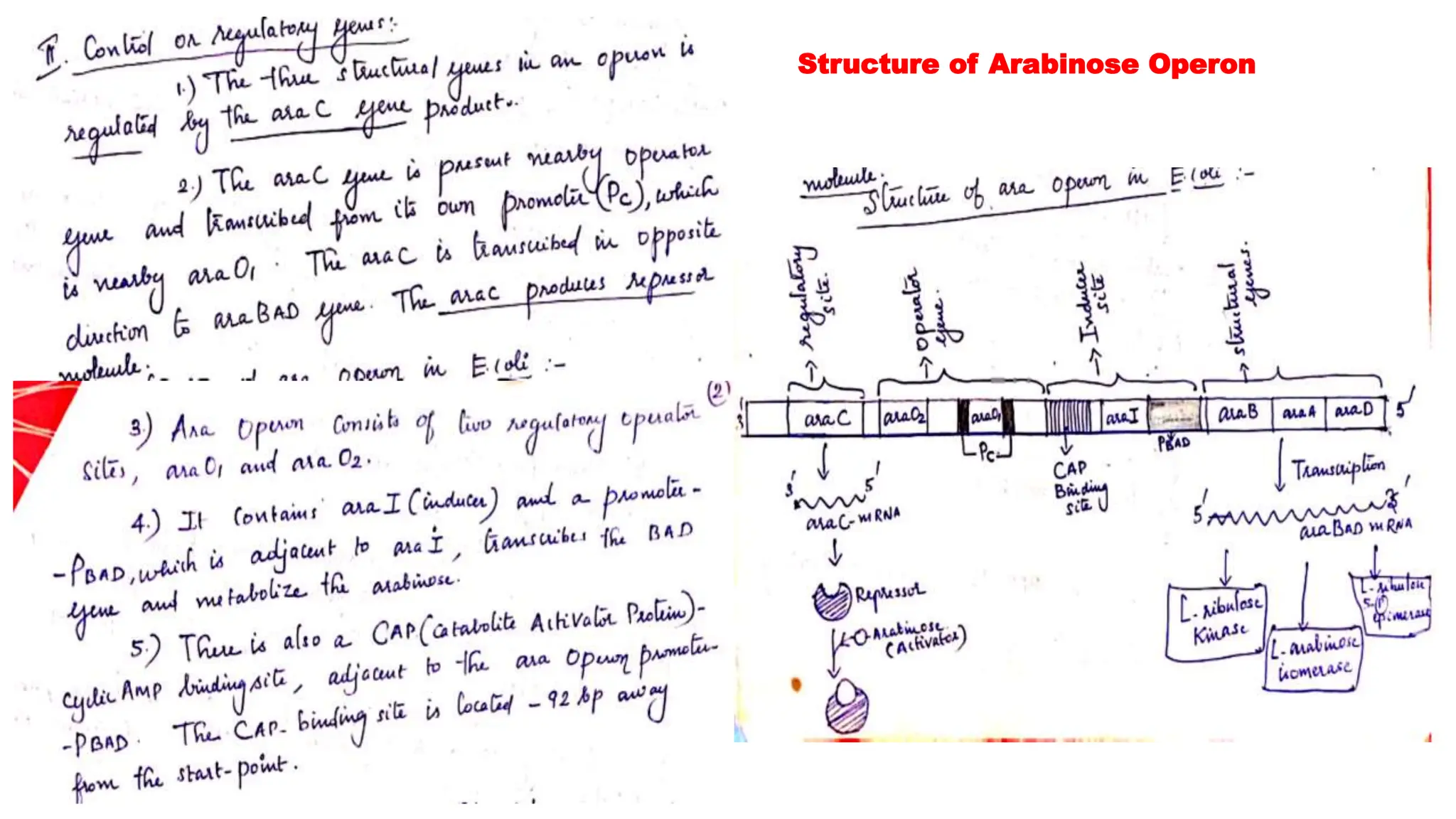 Lecture Arabinose operon- regulatio.pdf