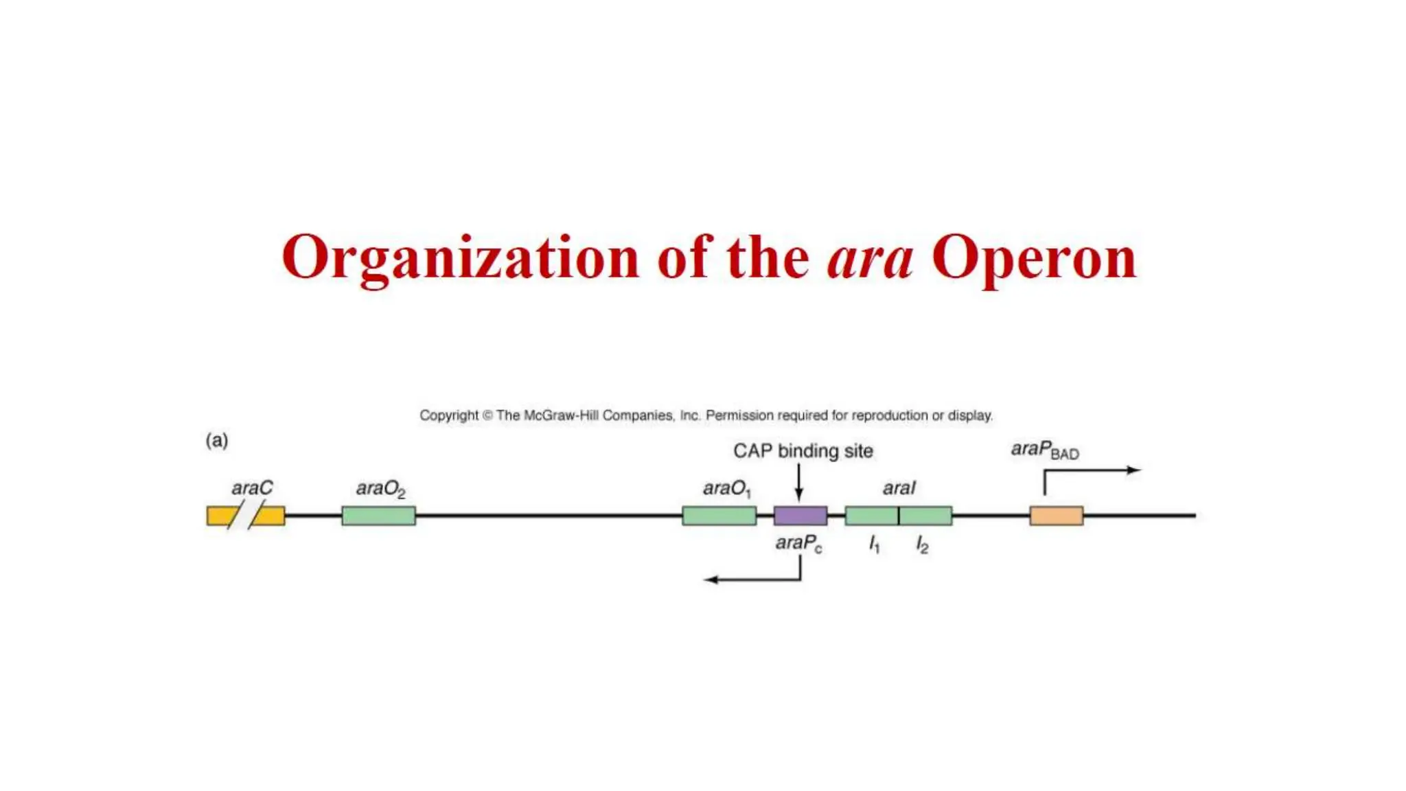 Lecture Arabinose operon- regulatio.pdf | College Education | Education