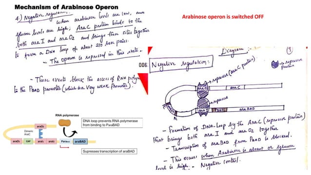 Lecture Arabinose operon- regulatio.pdf