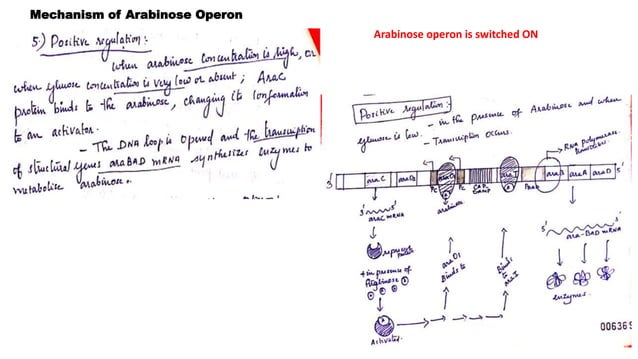 Lecture Arabinose operon- regulatio.pdf