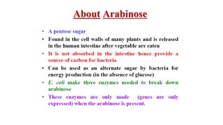 Lecture Arabinose operon- regulatio.pdf