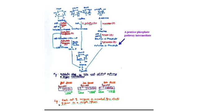 Lecture Arabinose operon- regulatio.pdf