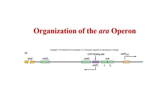 Lecture Arabinose operon- regulatio.pdf | College Education | Education
