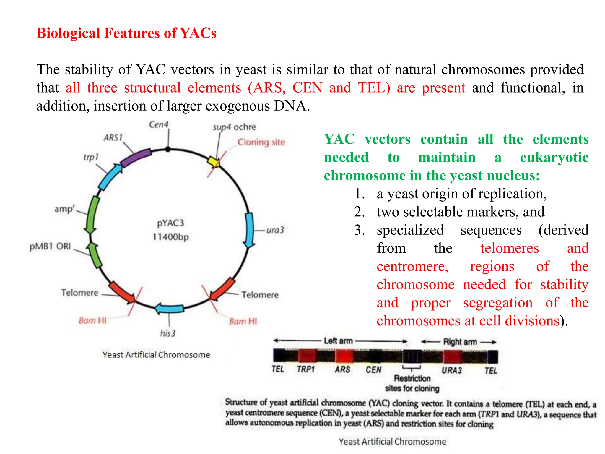 Lecture BAC YAC.pptx