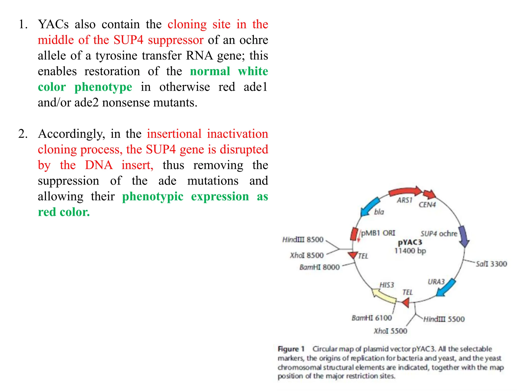Lecture BAC YAC.pptx