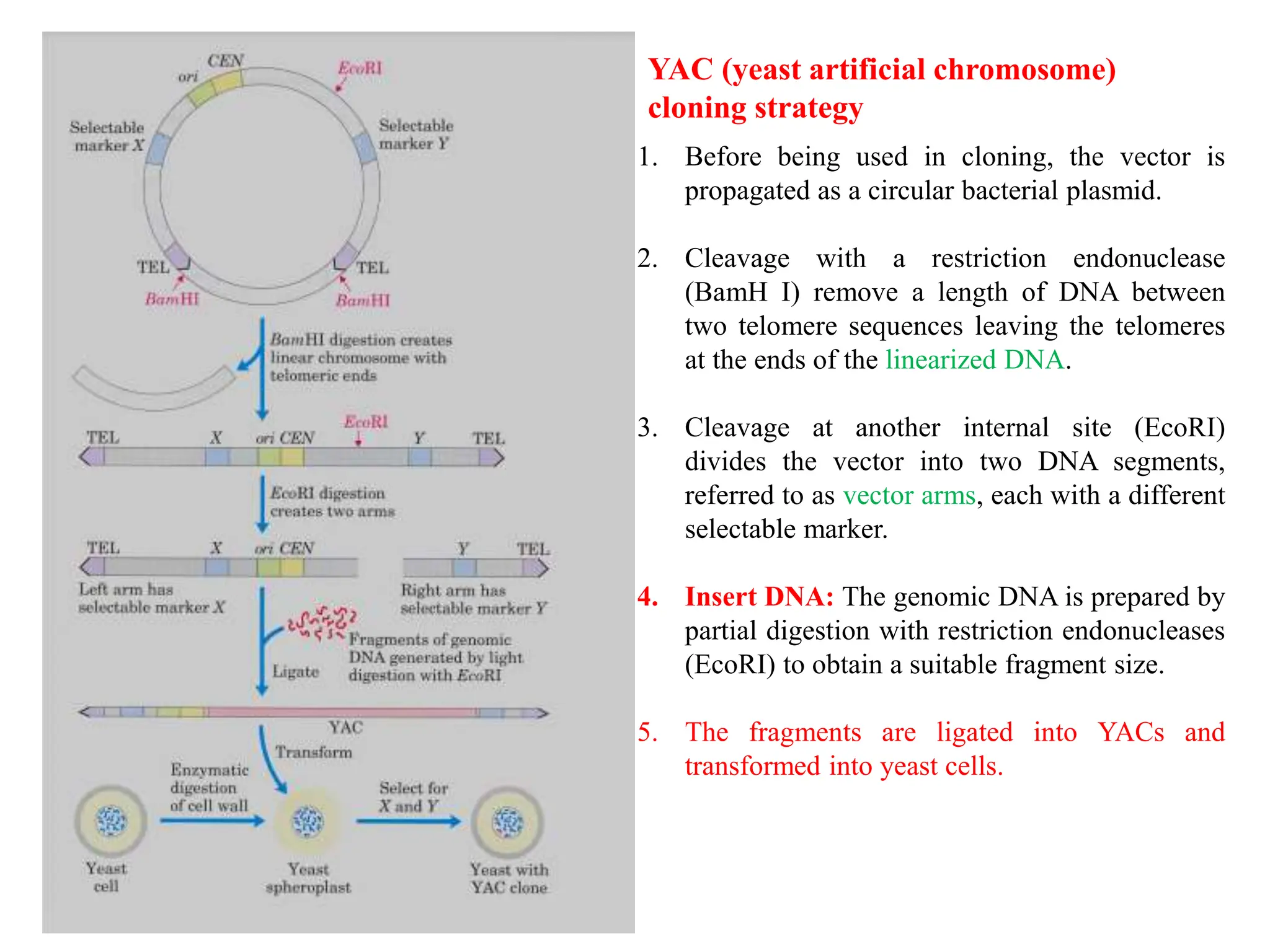 Lecture BAC YAC.pptx