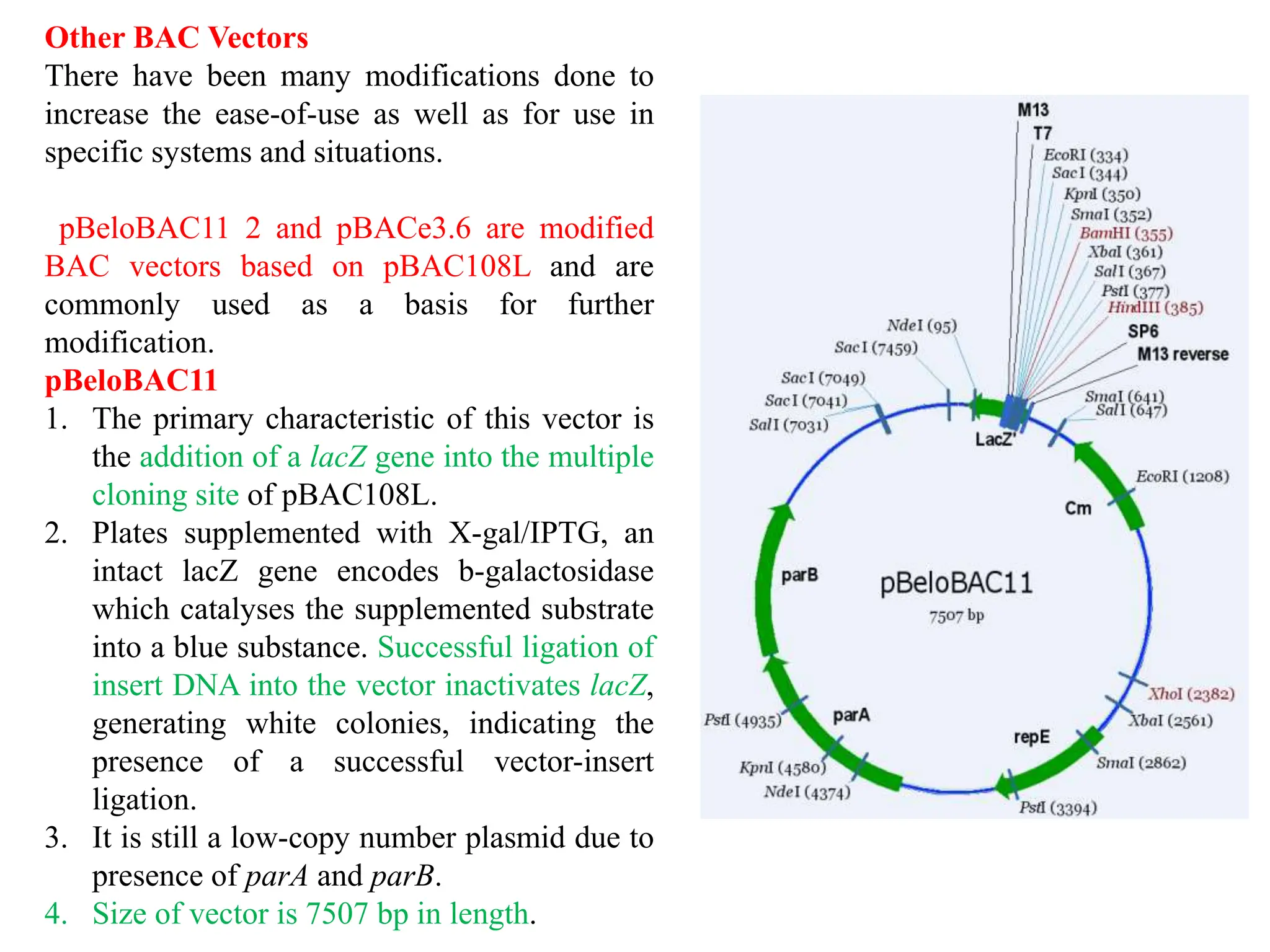 Lecture BAC YAC.pptx