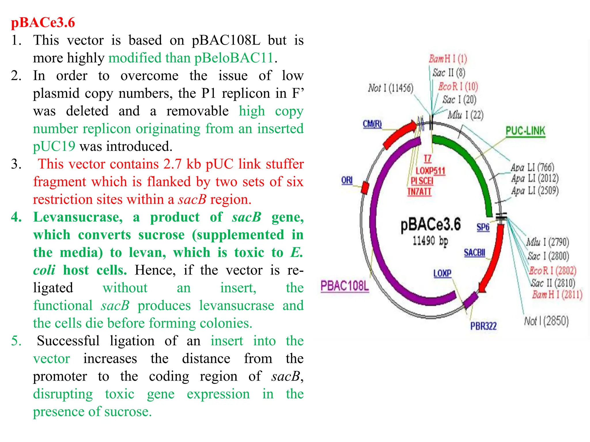 Lecture BAC YAC.pptx