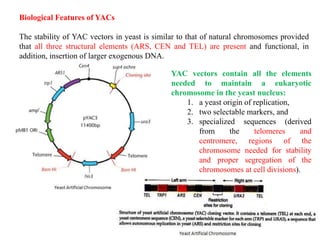 Lecture BAC YAC.pptx
