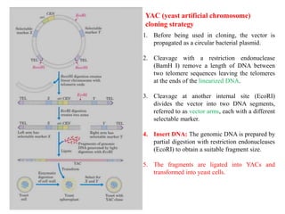 Lecture BAC YAC.pptx