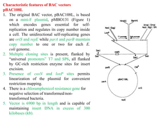 Lecture BAC YAC.pptx