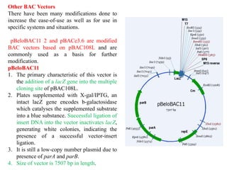 Lecture BAC YAC.pptx