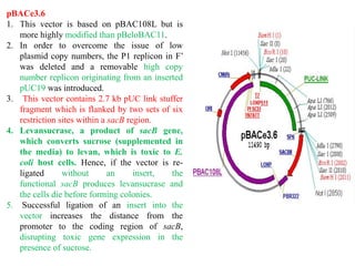 Lecture BAC YAC.pptx