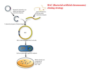 Lecture BAC YAC.pptx