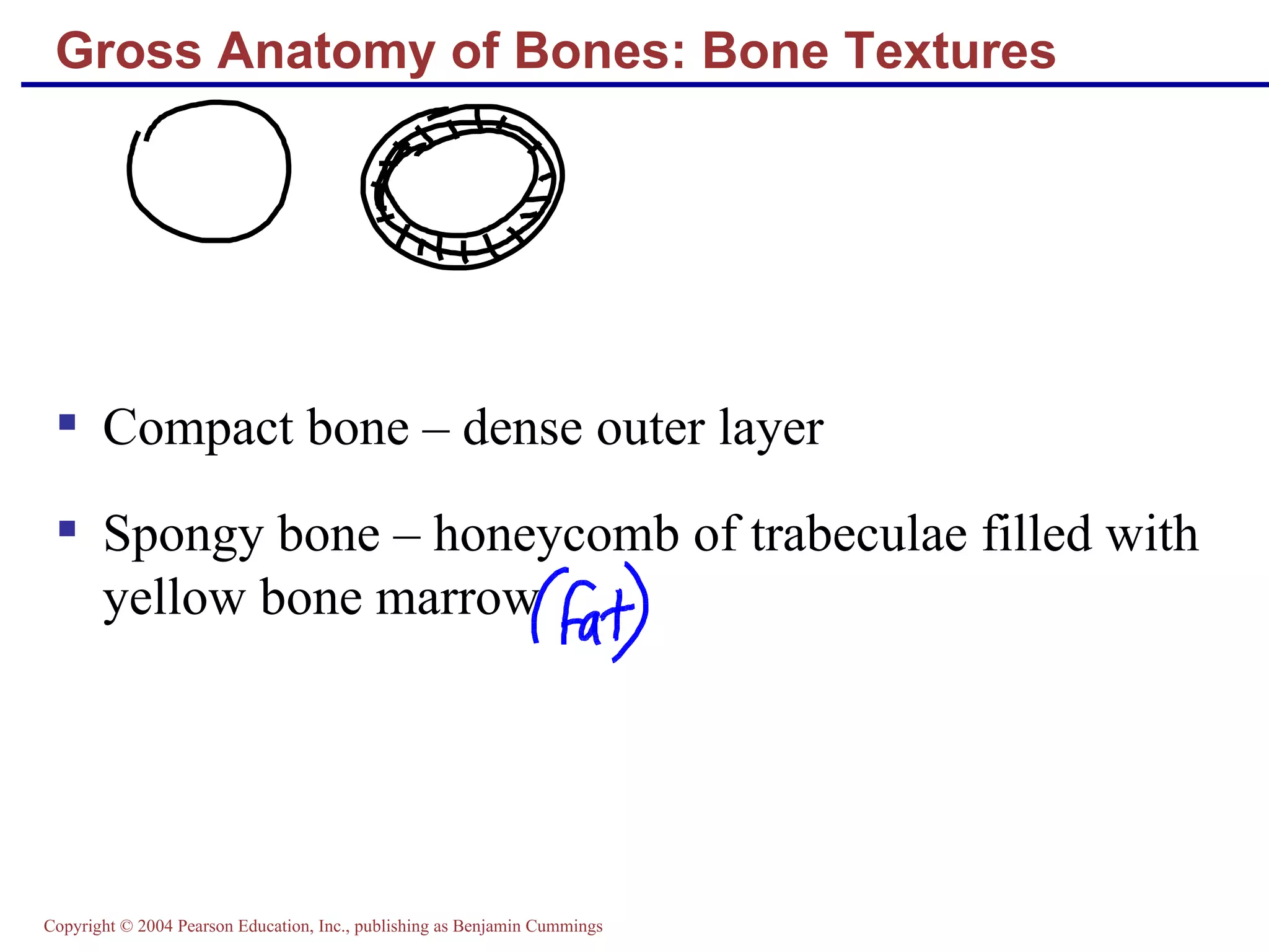 Lecture bone structure & markings | PPT
