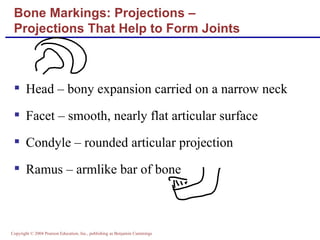 Lecture bone structure & markings | PPT