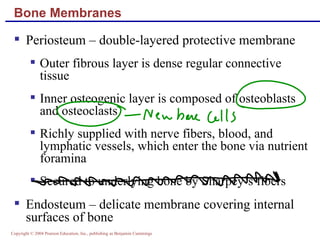Lecture bone structure & markings | PPT