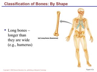 Lecture bone structure & markings | PPT