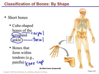 Lecture bone structure & markings | PPT