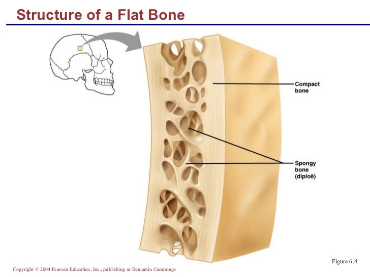 Lecture bone structure & markings