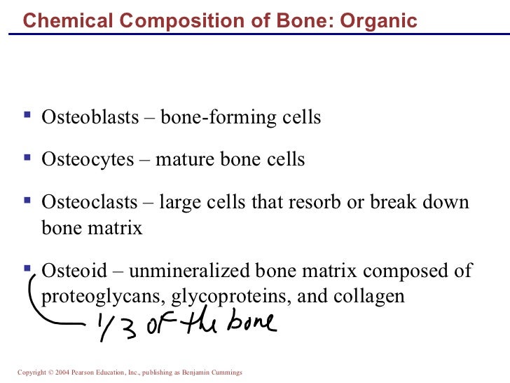 Lecture bone structure & markings