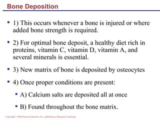Lecture bone structure & markings #2clas | PPT