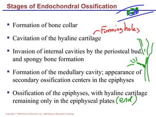 Lecture bone structure & markings #2clas | PPT