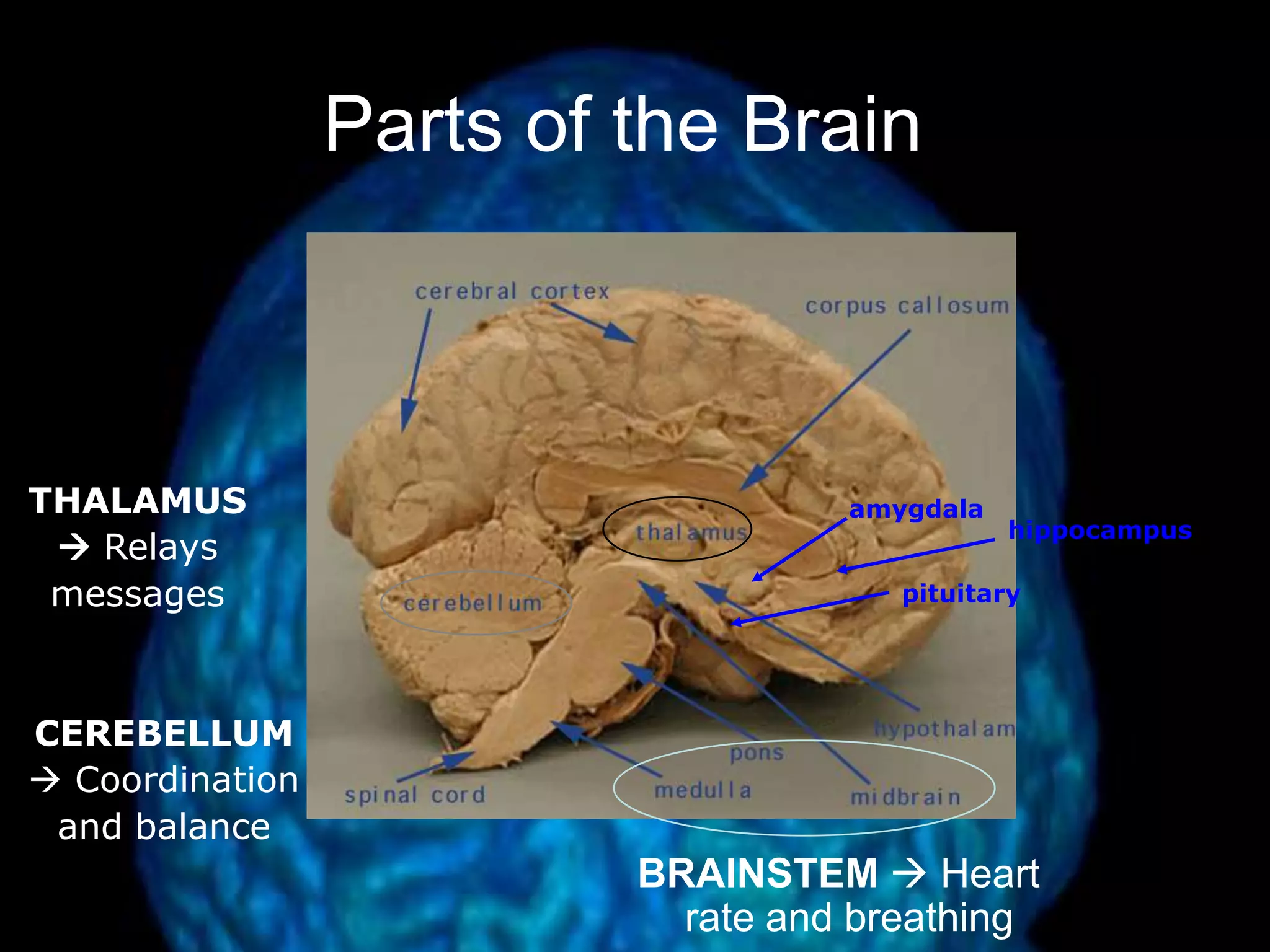 brain structure | PPT