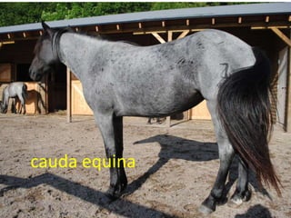 Cauda Equina syndrome | PPTX