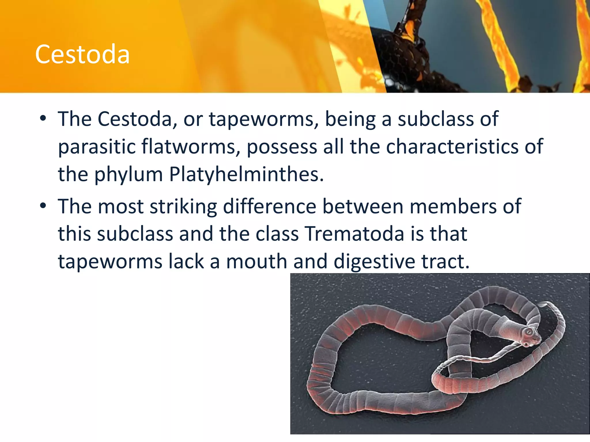 Lecture_Cestodas.pdf | Free Download
