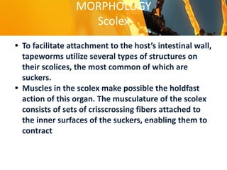 Lecture_Cestodas.pdf