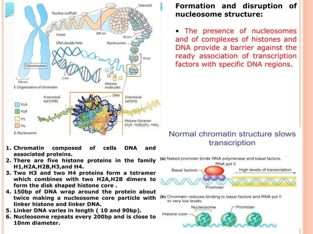 Lecture_Chromatin remodelling_slideshare.pdf