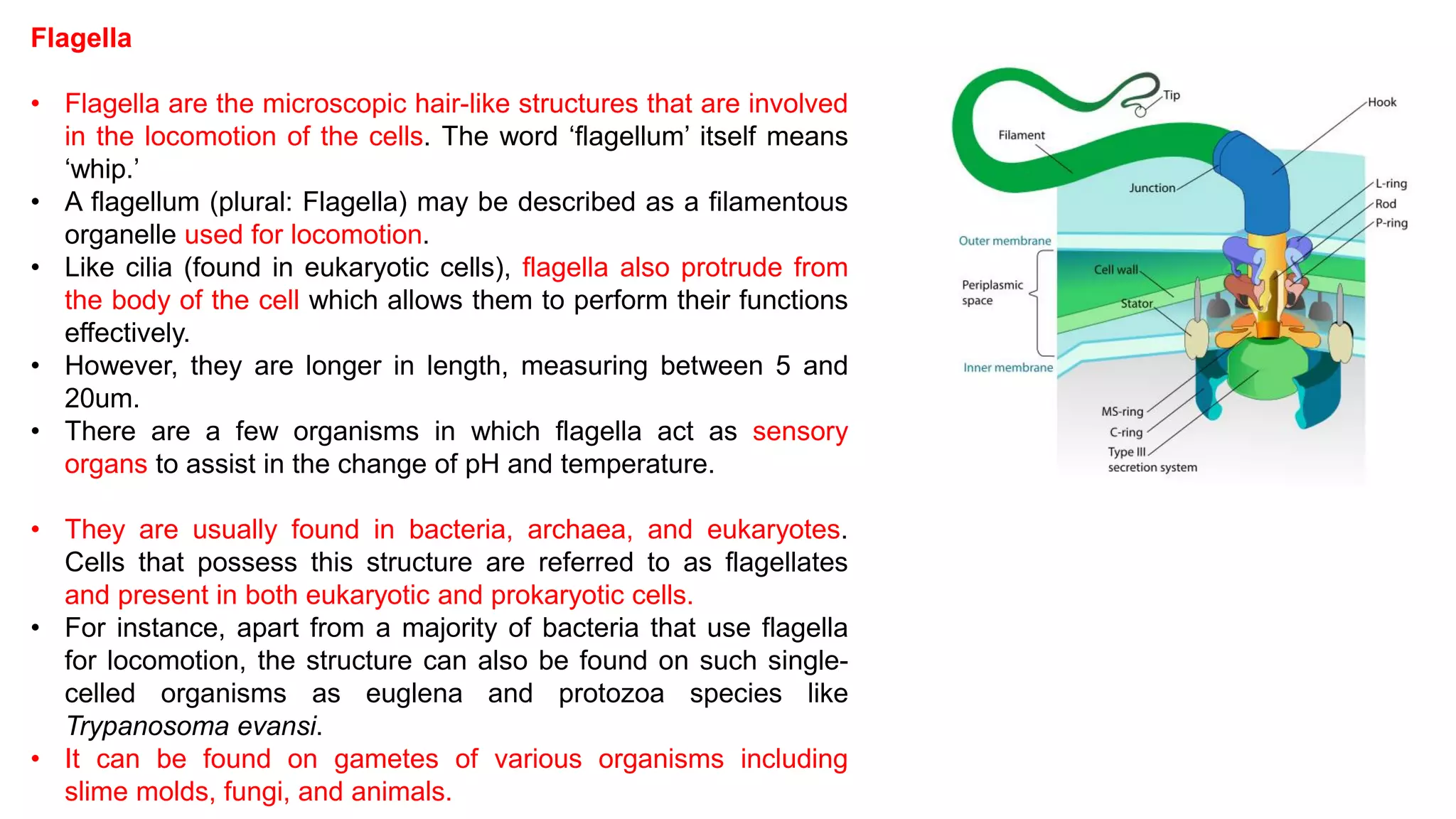STRUCTURAL ORGANISATION OF CILIA AND FLAGELLA- IN PROKARYOTES AND ...