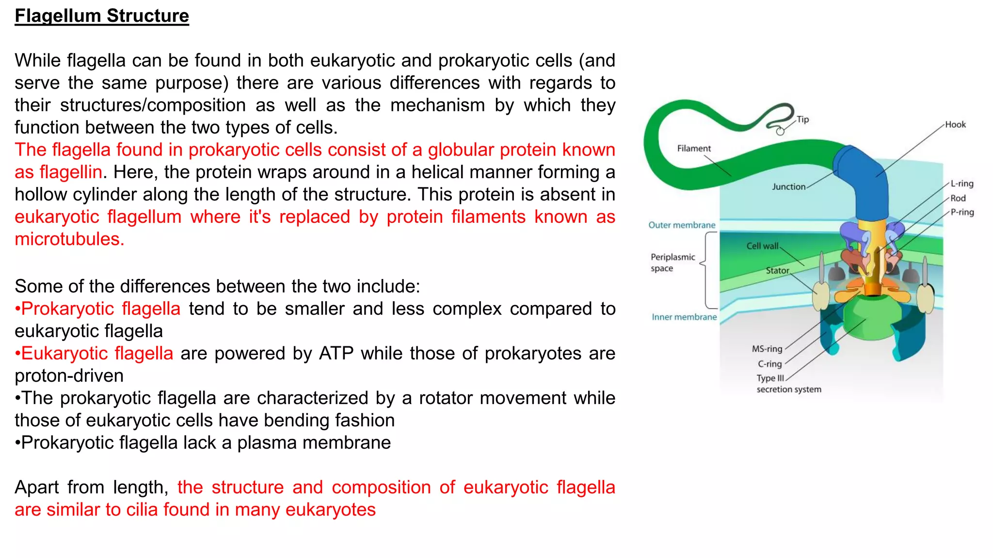 STRUCTURAL ORGANISATION OF CILIA AND FLAGELLA- IN PROKARYOTES AND ...