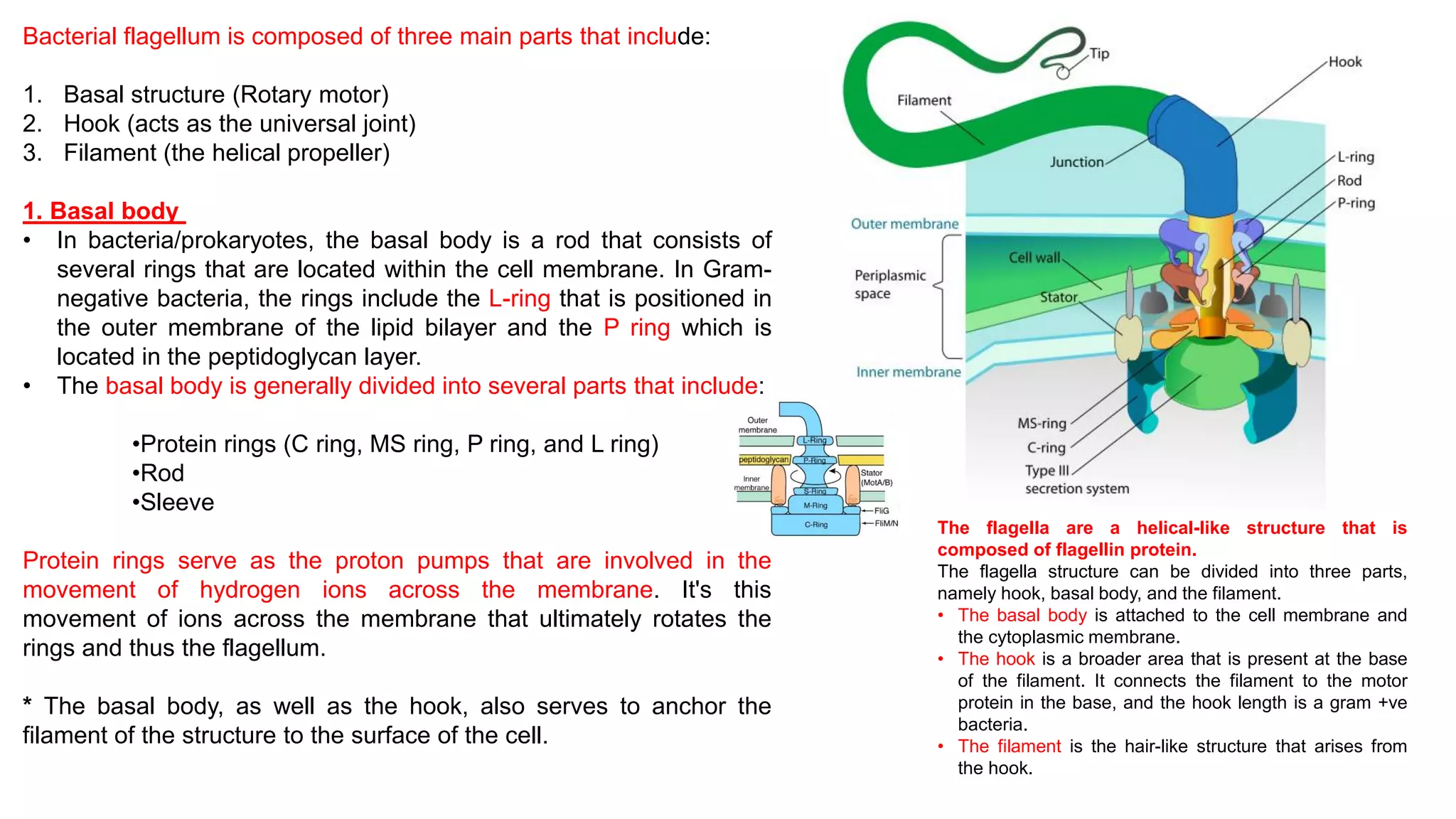 STRUCTURAL ORGANISATION OF CILIA AND FLAGELLA- IN PROKARYOTES AND ...