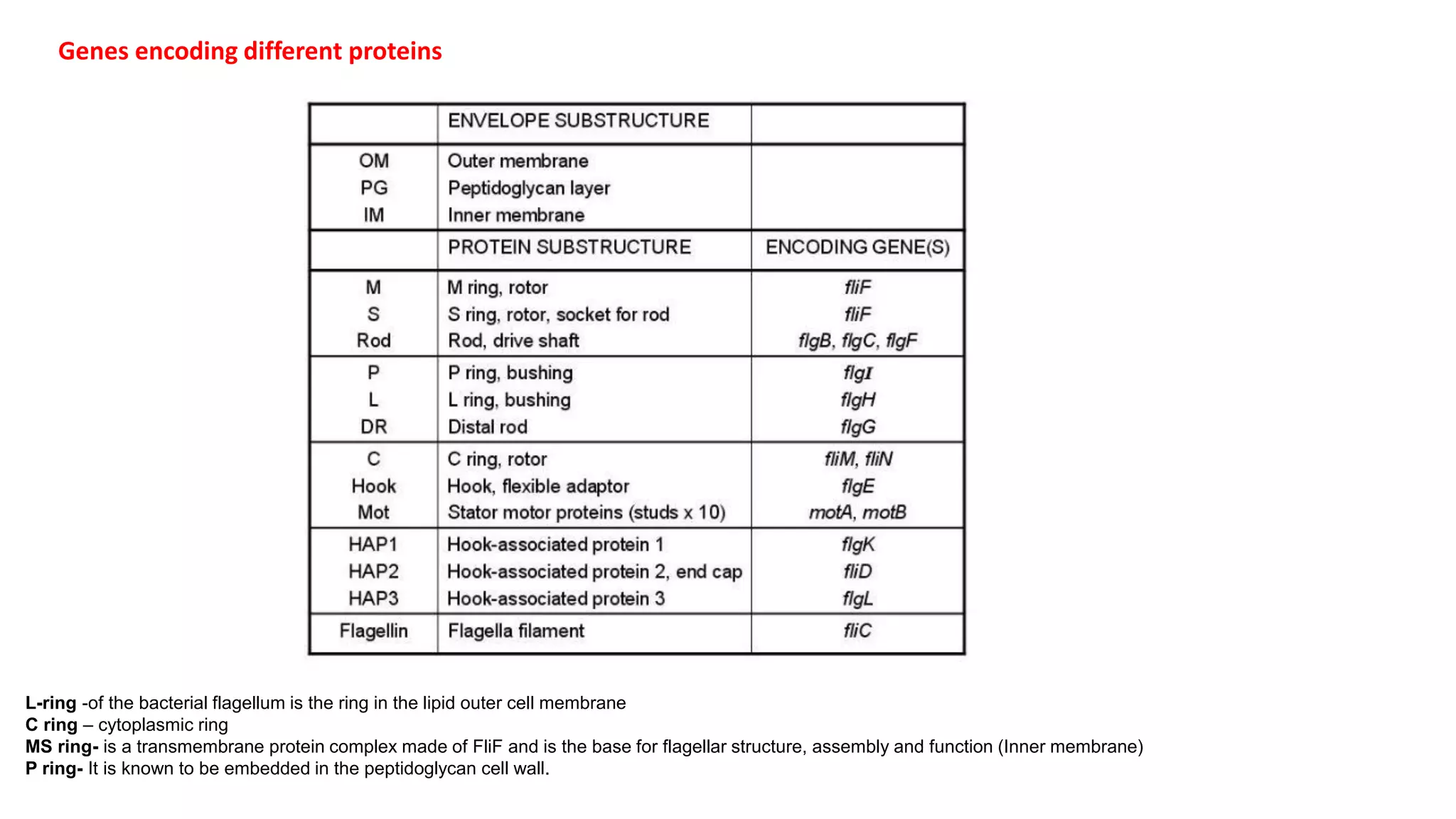 STRUCTURAL ORGANISATION OF CILIA AND FLAGELLA- IN PROKARYOTES AND ...