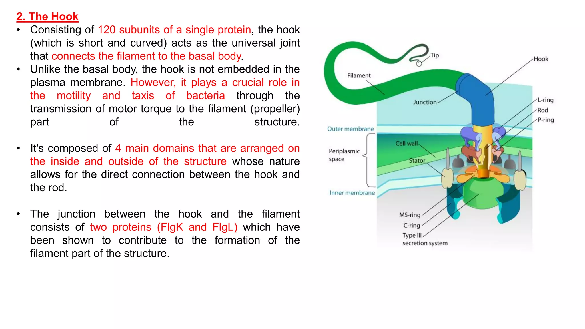 STRUCTURAL ORGANISATION OF CILIA AND FLAGELLA- IN PROKARYOTES AND ...