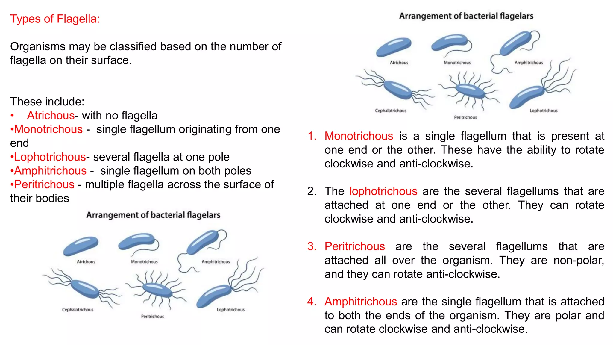 STRUCTURAL ORGANISATION OF CILIA AND FLAGELLA- IN PROKARYOTES AND ...