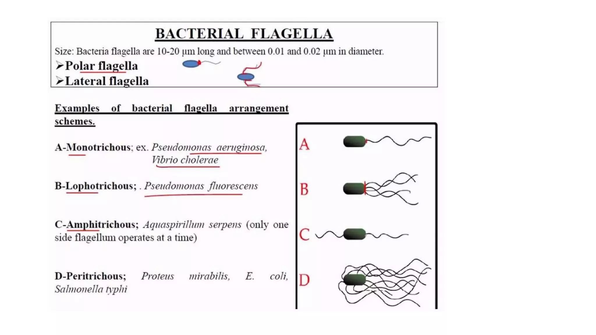 STRUCTURAL ORGANISATION OF CILIA AND FLAGELLA- IN PROKARYOTES AND ...