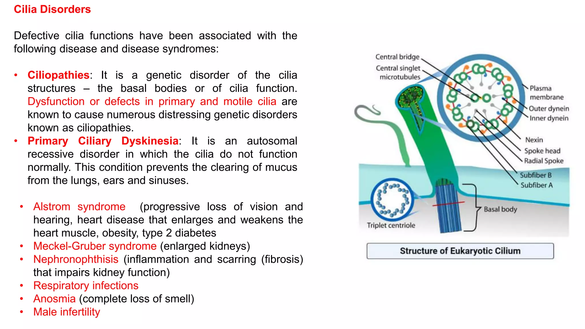 STRUCTURAL ORGANISATION OF CILIA AND FLAGELLA- IN PROKARYOTES AND ...