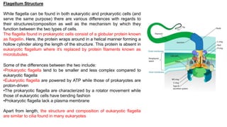 STRUCTURAL ORGANISATION OF CILIA AND FLAGELLA- IN PROKARYOTES AND ...