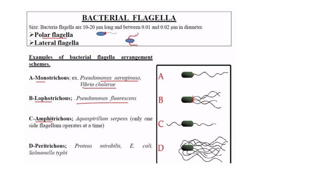 STRUCTURAL ORGANISATION OF CILIA AND FLAGELLA- IN PROKARYOTES AND ...