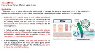 STRUCTURAL ORGANISATION OF CILIA AND FLAGELLA- IN PROKARYOTES AND ...