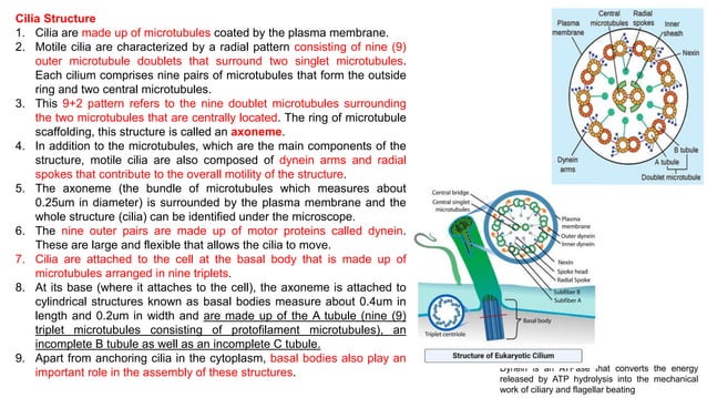 Structural Organisation Of Cilia And Flagella In Prokaryotes And Eukaryotes Types Of Flagellapdf