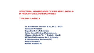 Flagella Fallopian Tubes